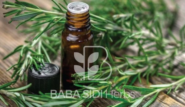 Organic Rosemary - Baba Sidi Herbs